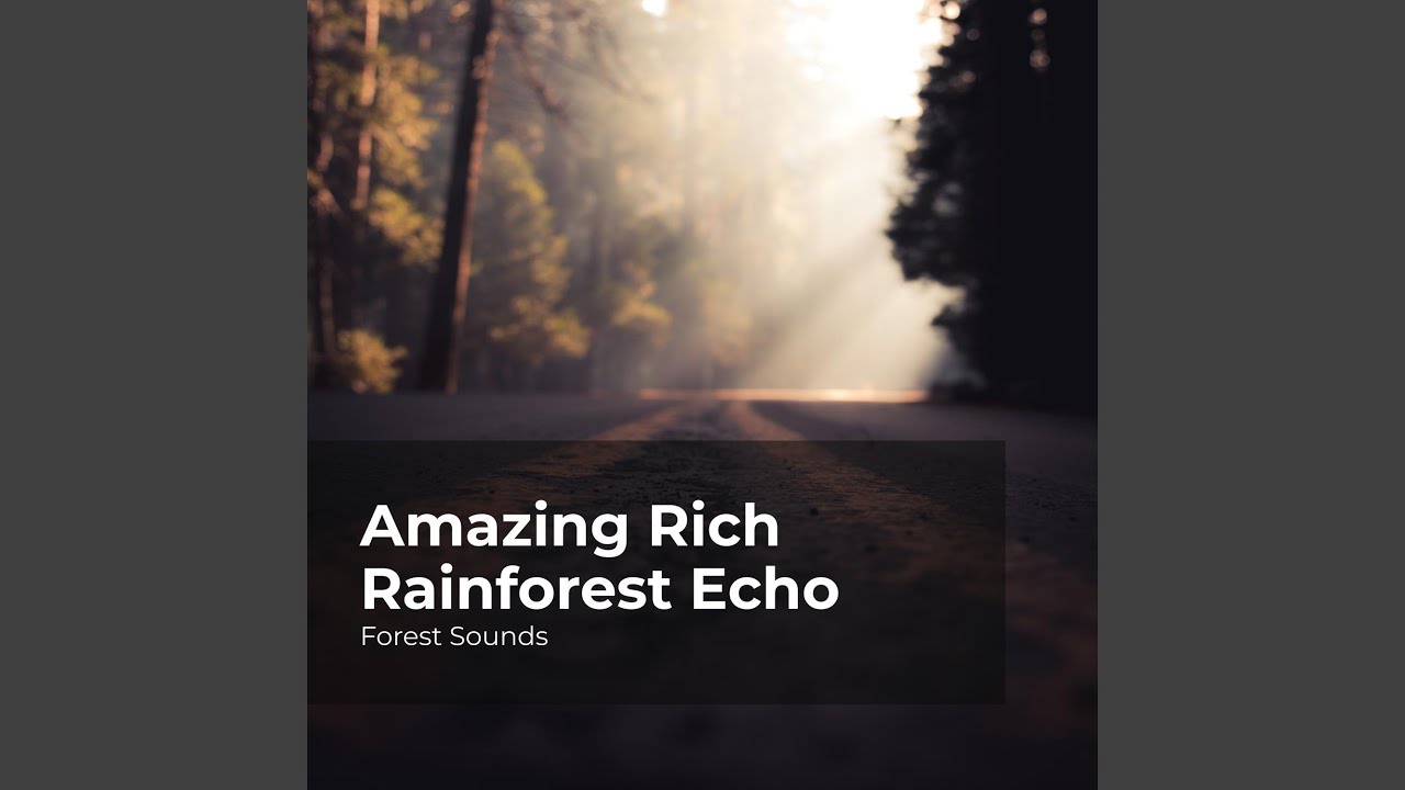 Chill in Rain Forest - YouTube