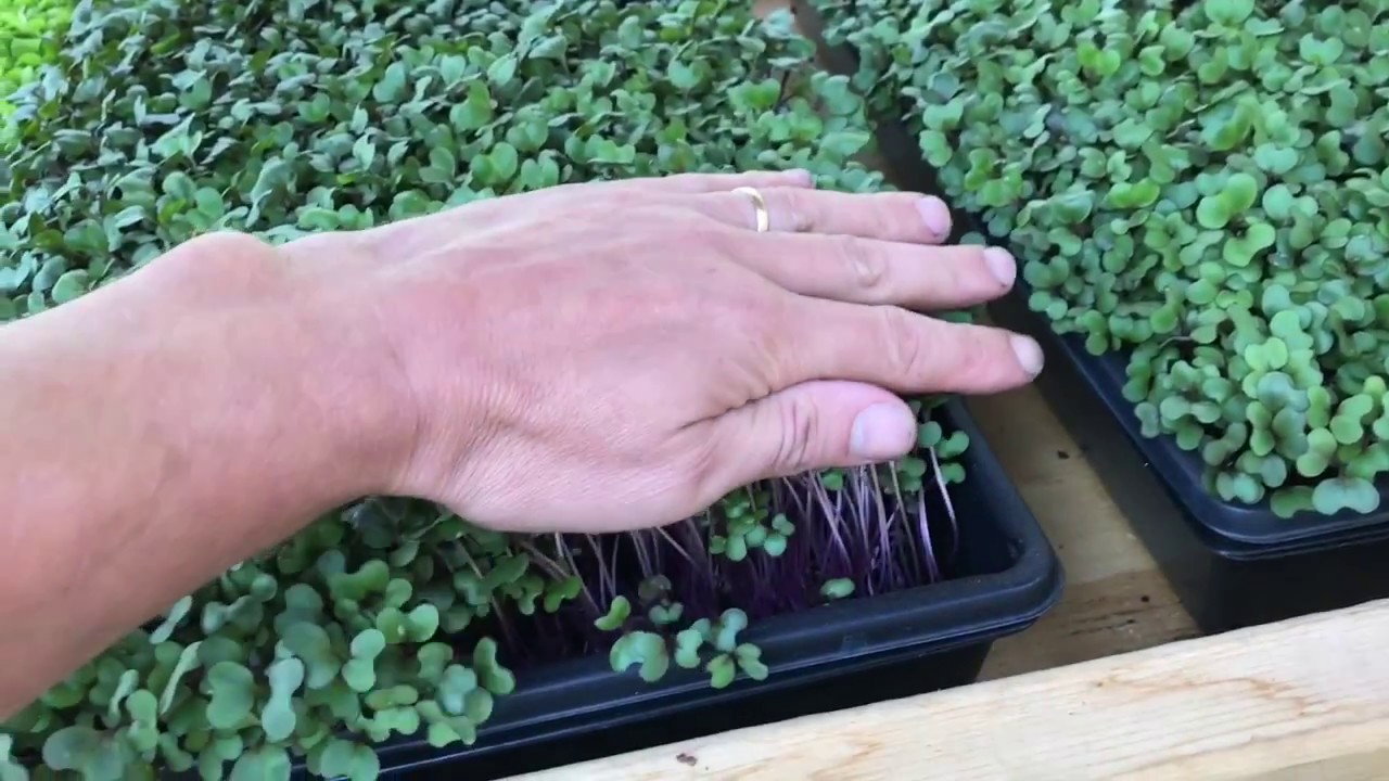 How to plant microgreens - YouTube