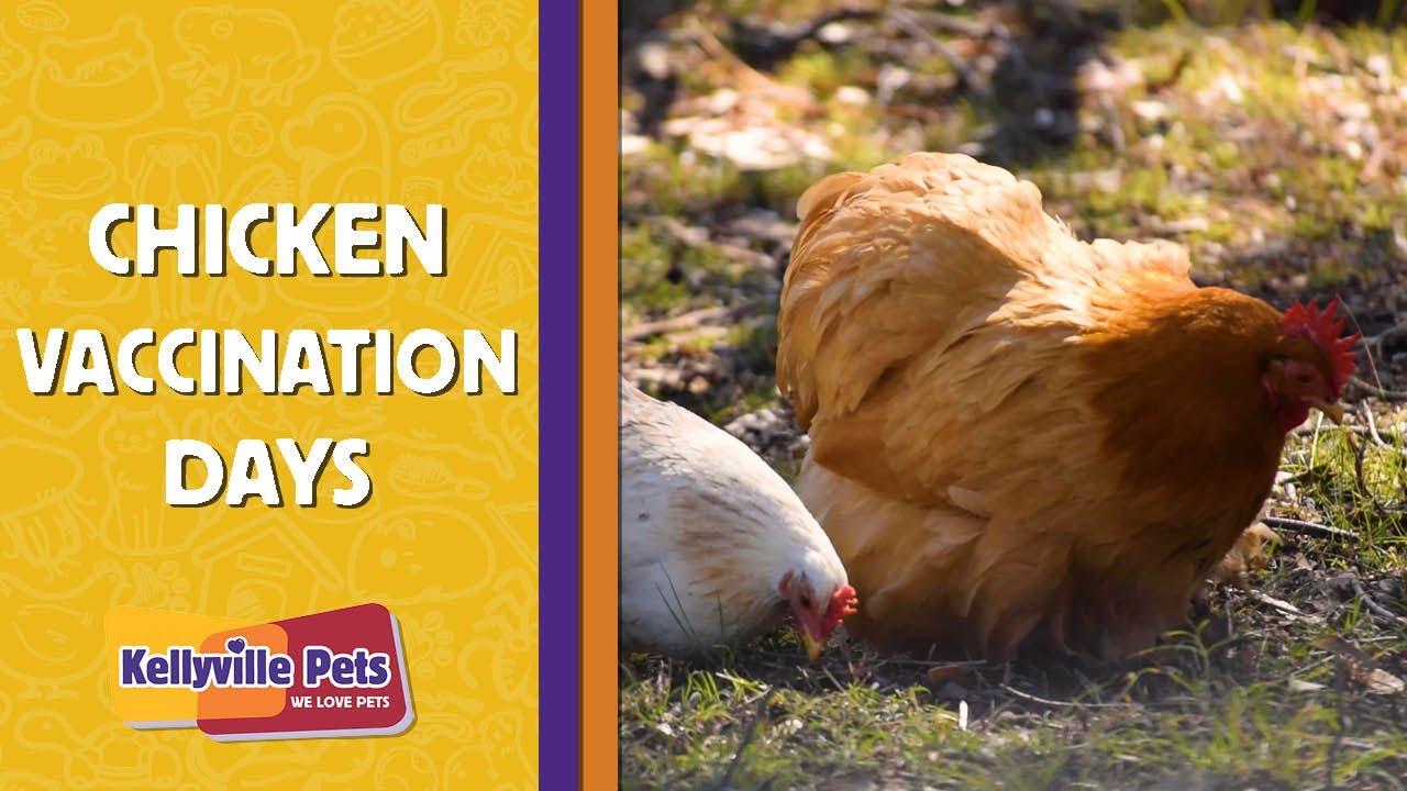 Chicken Vaccination Days - YouTube