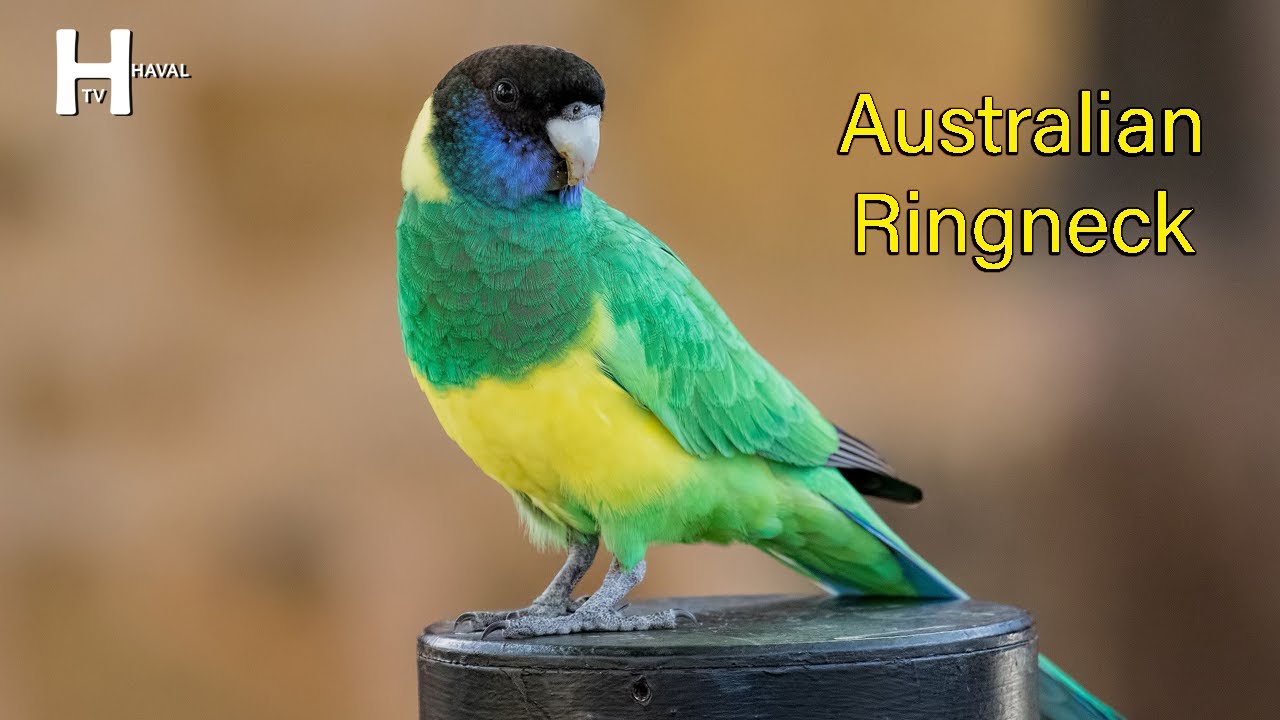 Australian Ringneck Bird Sound - YouTube