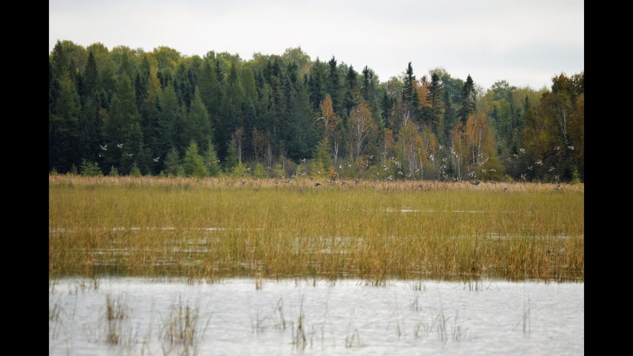 WILD RICE: Culture and Science Virtual Program - YouTube