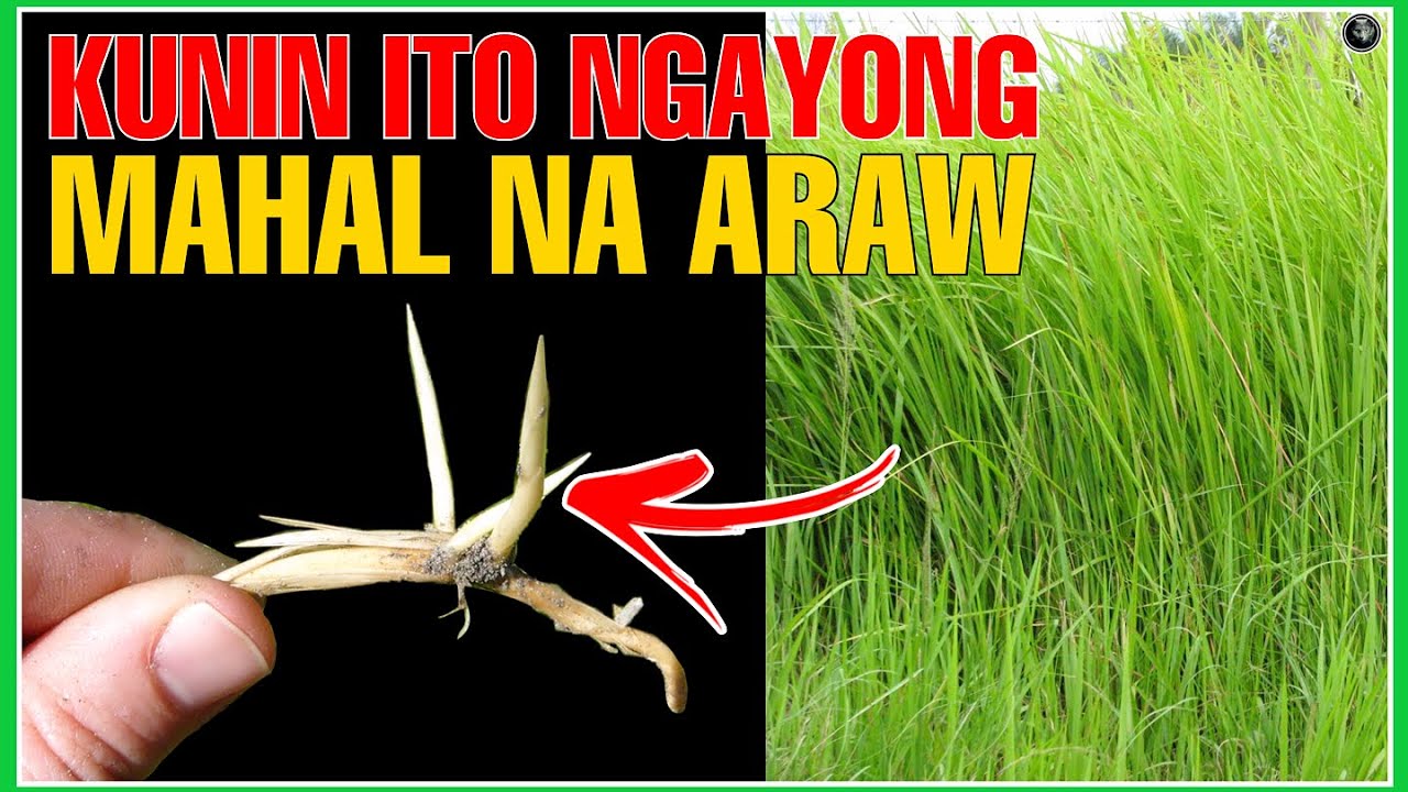 KUNIN MO ITO NGAYONG MAHAL NA ARAW MABISANG GAMIT AT ANTING ANTING ...
