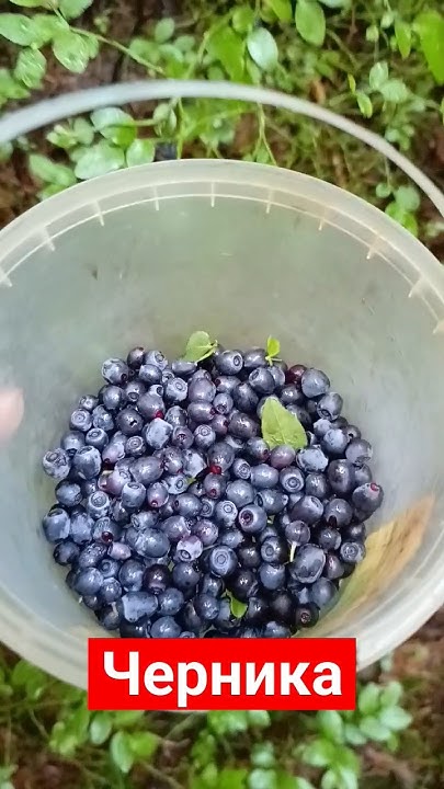 Сбор черники в Санкт-Петербурге 19.07.24 #июль2024 #санктпетербург # ...