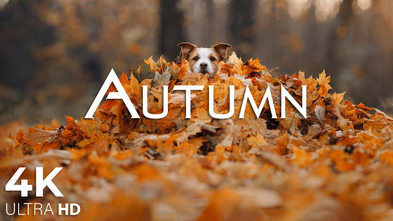 Enchanting Autumn Forests with Beautiful Piano Music🍁4K Autumn Ambience ...