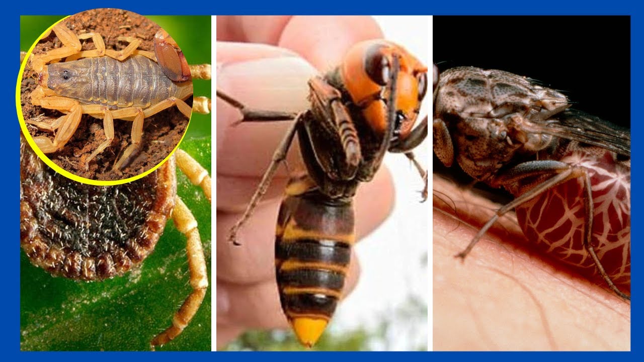 OS INSETOS MAIS PERIGOSOS DO MUNDO (FIQUE LONGE DELES) - YouTube