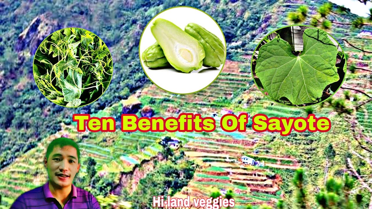 Ten Benefits Of Sayote - YouTube