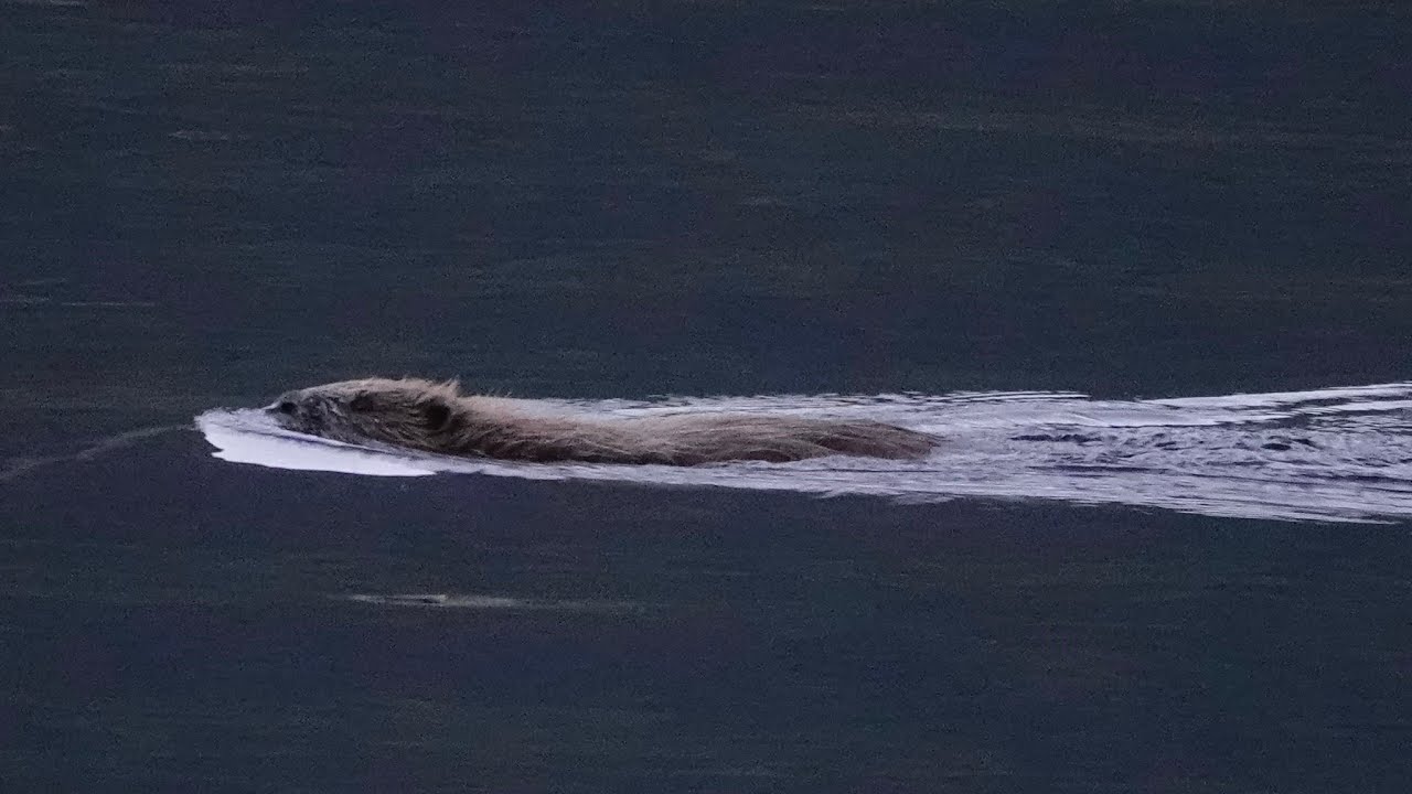 Beaver (Norway) Suspiciously Watching Camera - Ending With Alarm Splash ...