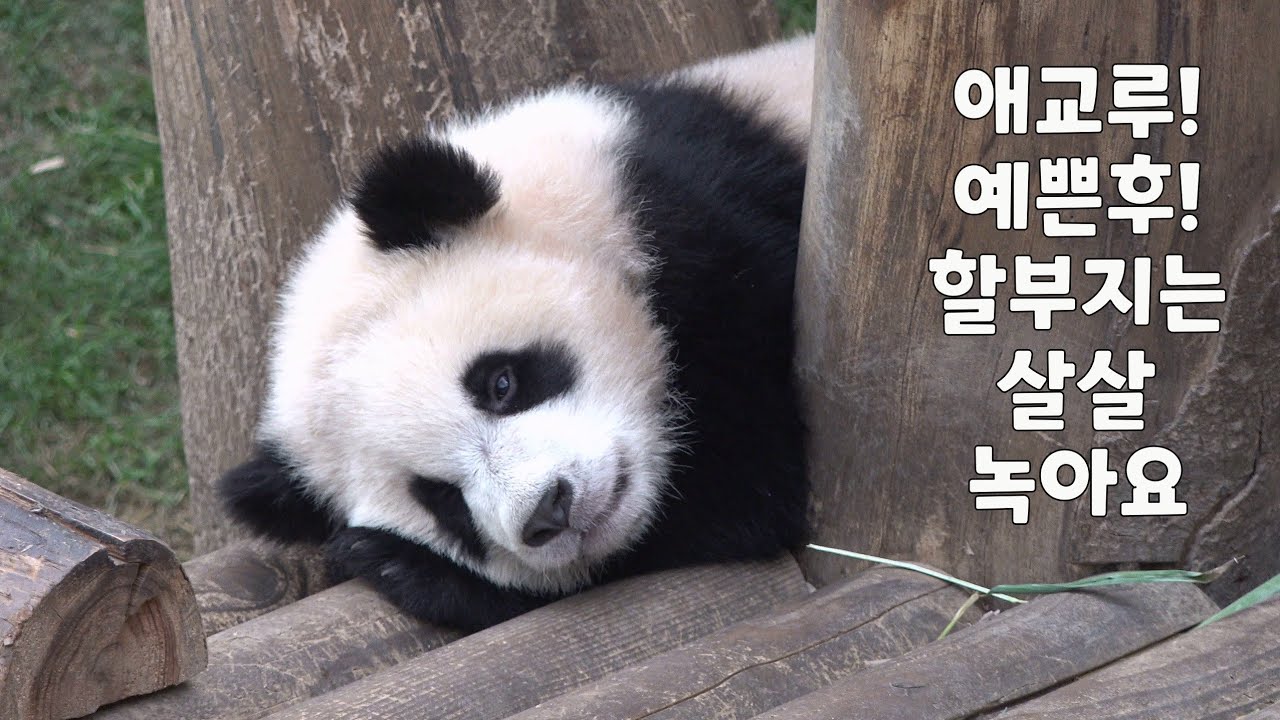 에버랜드 판다 자장가 불러 달라며 손 발로 강바오님 꼬~옥 붙잡는 애교쟁이 루이 오늘 더 사랑스럽게 낮잠 자는 예쁜 후이 애교루 예쁜후 때문에 할부지는 살살