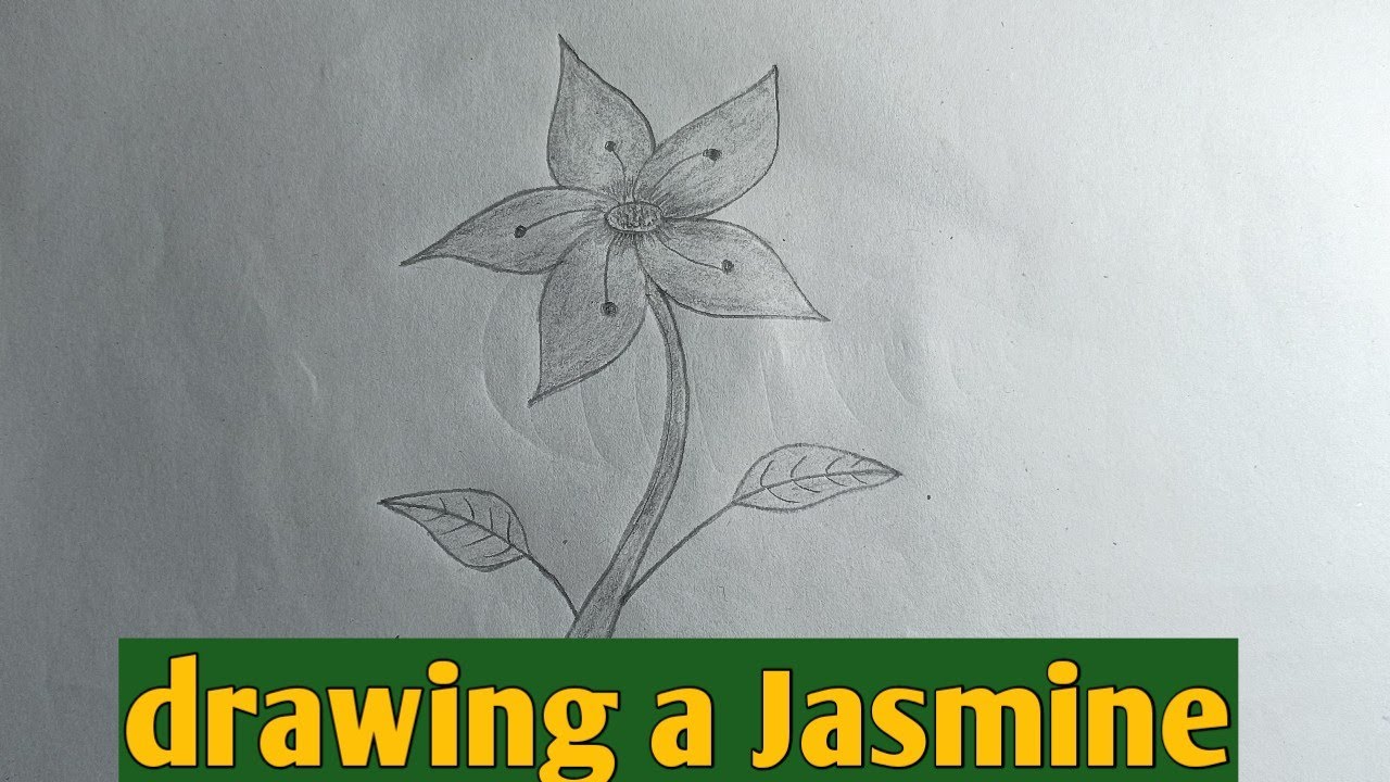 How to draw a Jasmine || easy by pencil || Vlog#19 || चमेली फूल ...