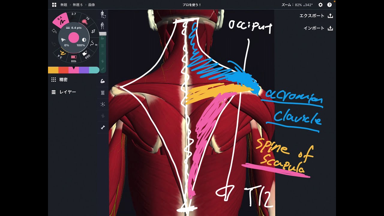 Basic anatomy of trapezius (English) - YouTube