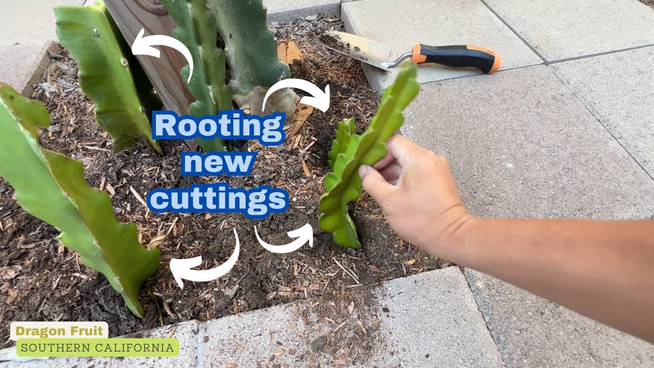 Rooting New Dragon Fruit Cuttings - YouTube