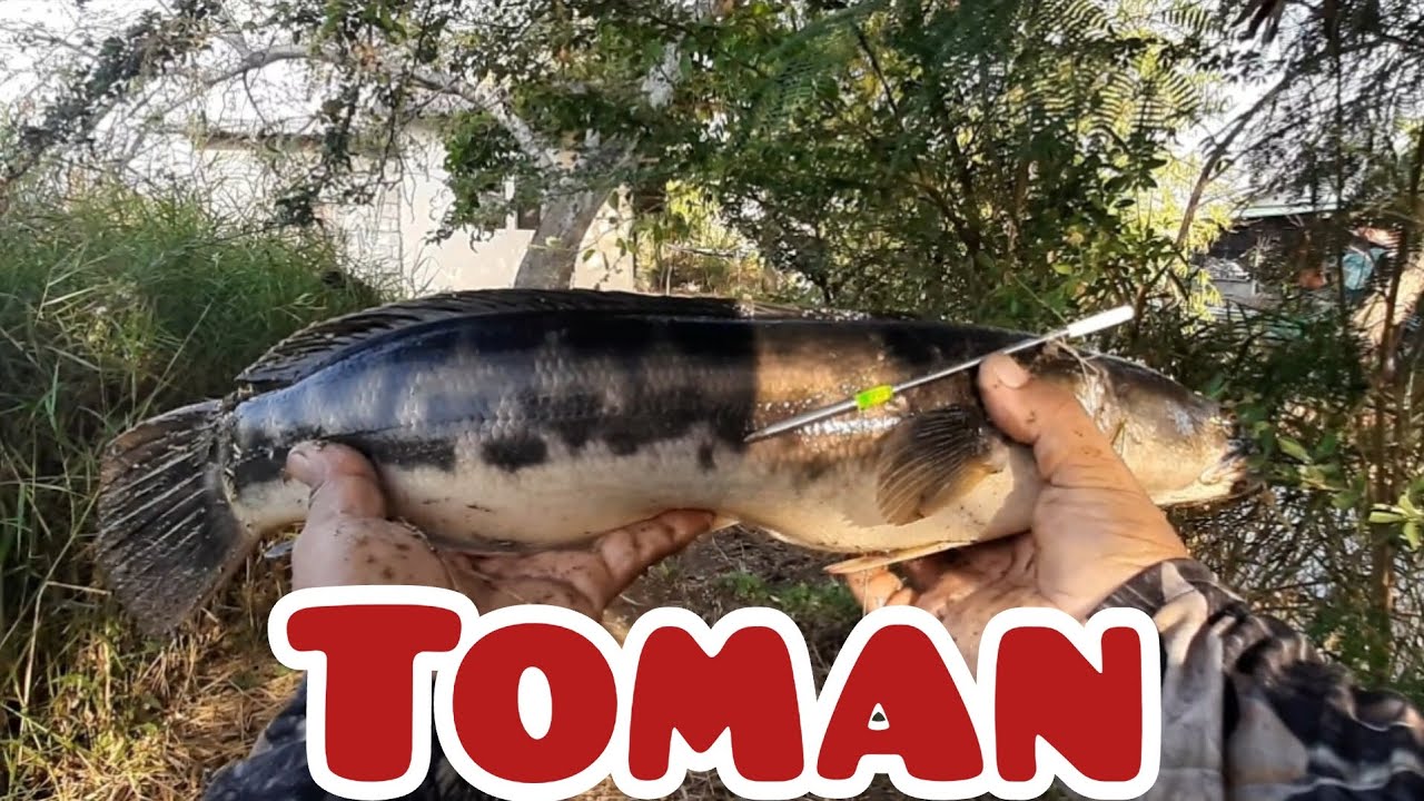 toman snake head. tiksay fishing adventure airgun fishing. - YouTube