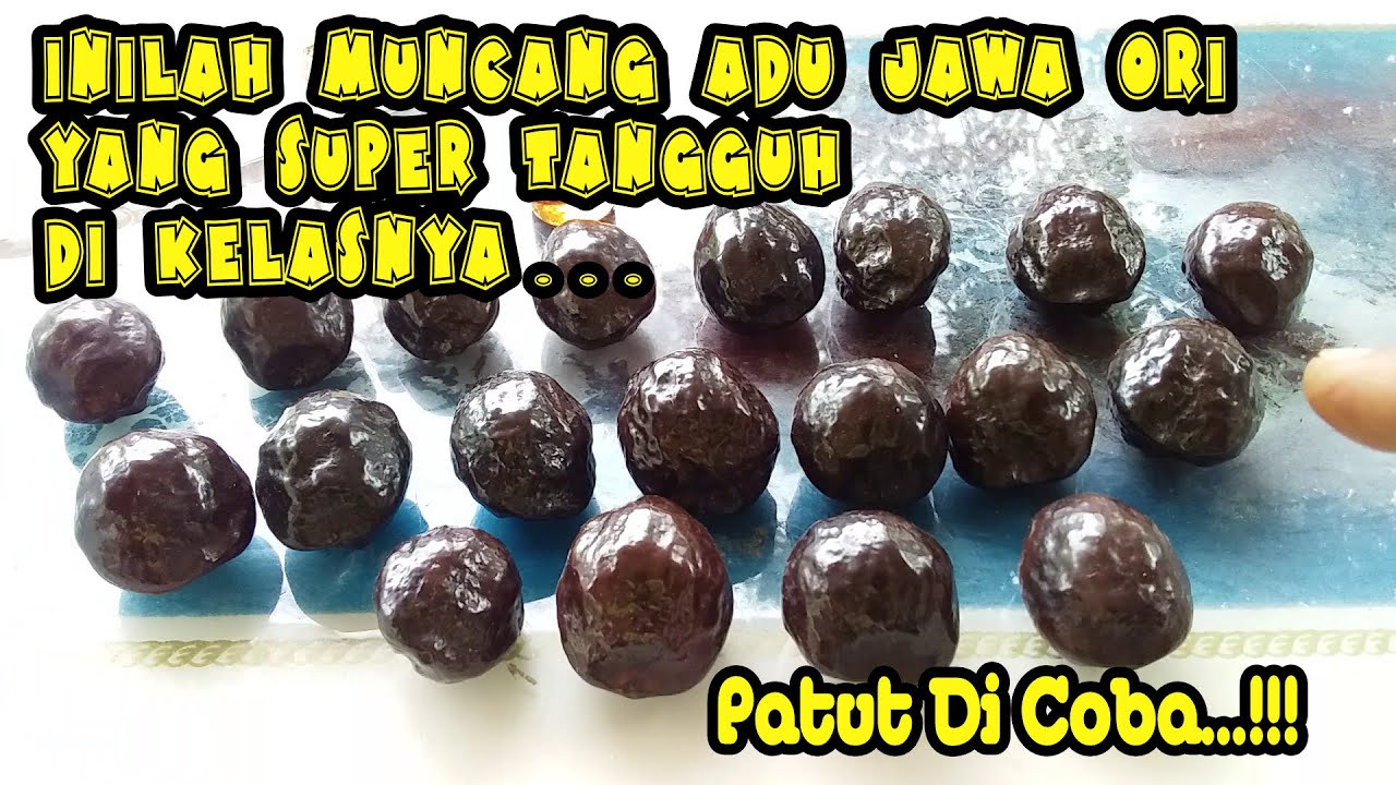Muncang Adu Paling Kuat Di Kelasnya | Muncang Jawa Ori - YouTube