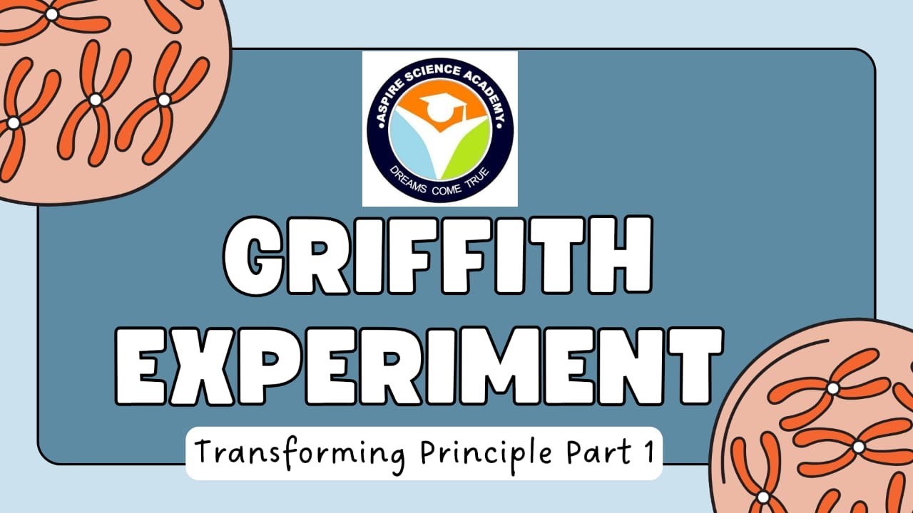 Griffith Experiment, Transforming Principle part 1#dna ...