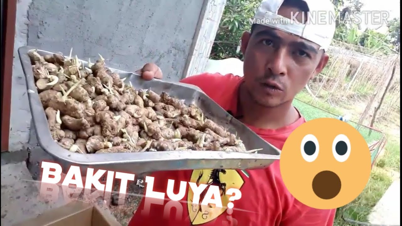 Mag tanim tayo ng luya (Farm life) bakit nga ba luya?. - YouTube
