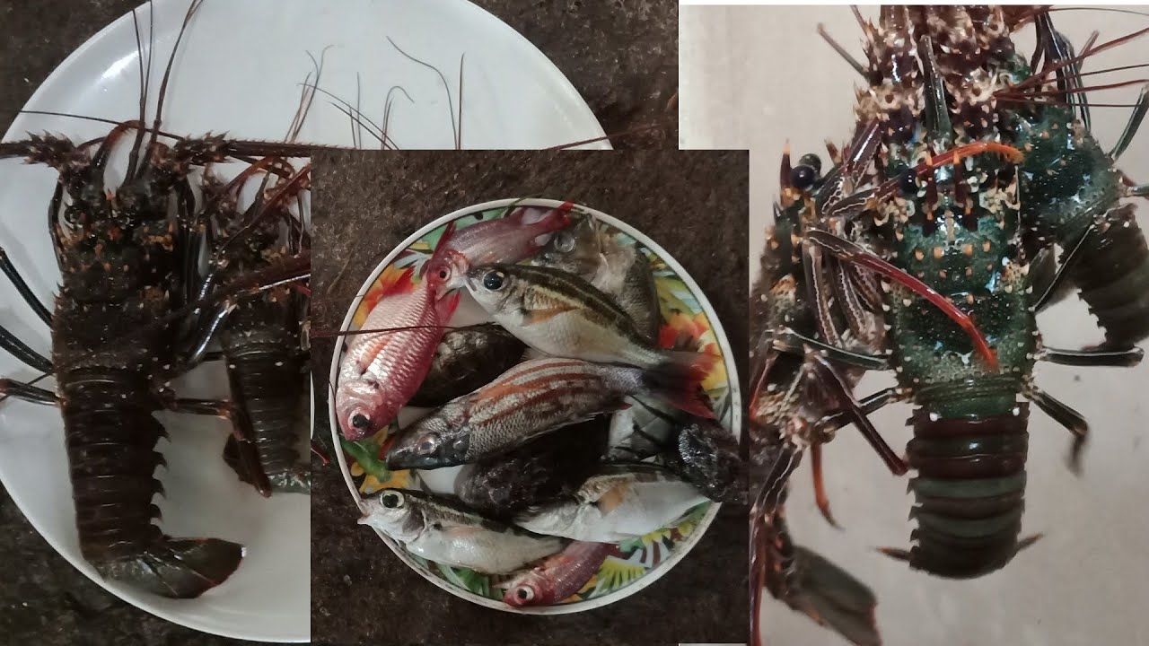 Lobster Fishing | Banagan | vlog03 - YouTube