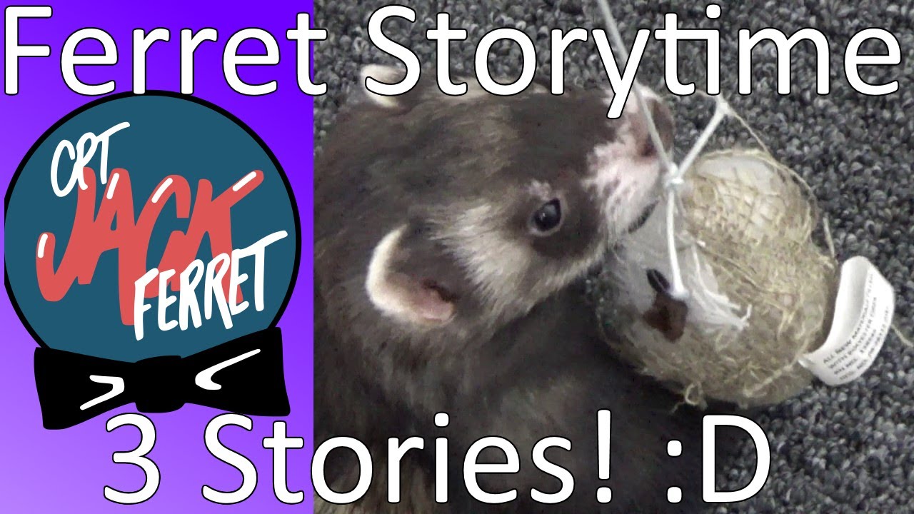 Ferret Storytime: 3 Funny Stories About Me and My Ferrets - YouTube