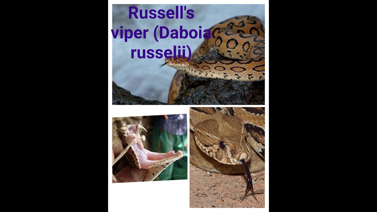 Russell's viper Snake in Cooling Tower, Ramagundam, Telengana-505215 ...