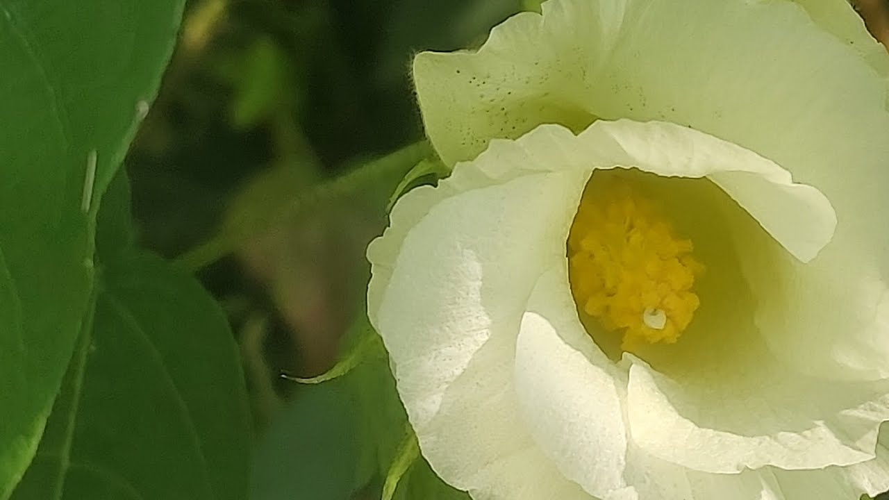 GossypiumHerbaceum #Rui #Cotton #Flora #Flower #Plant #Video #Reel # ...