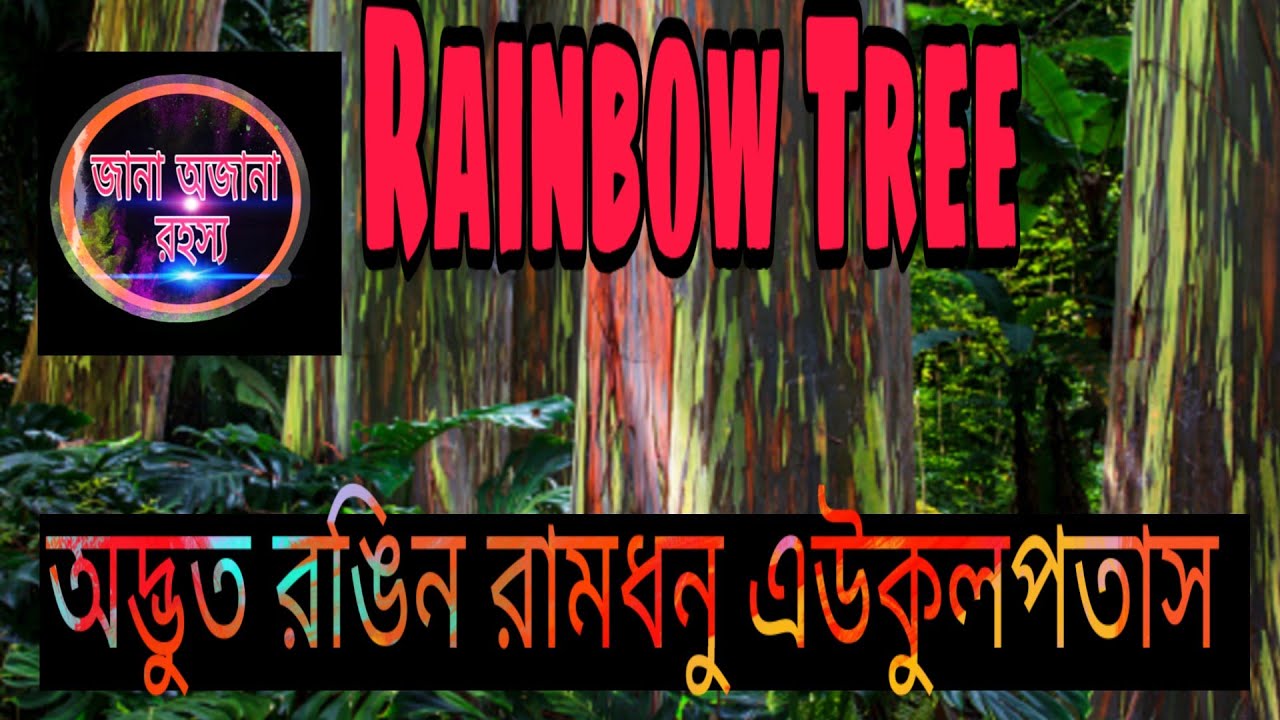 Rainbow tree | Ramdhanu Eucalyptus | Amazing Plants - YouTube