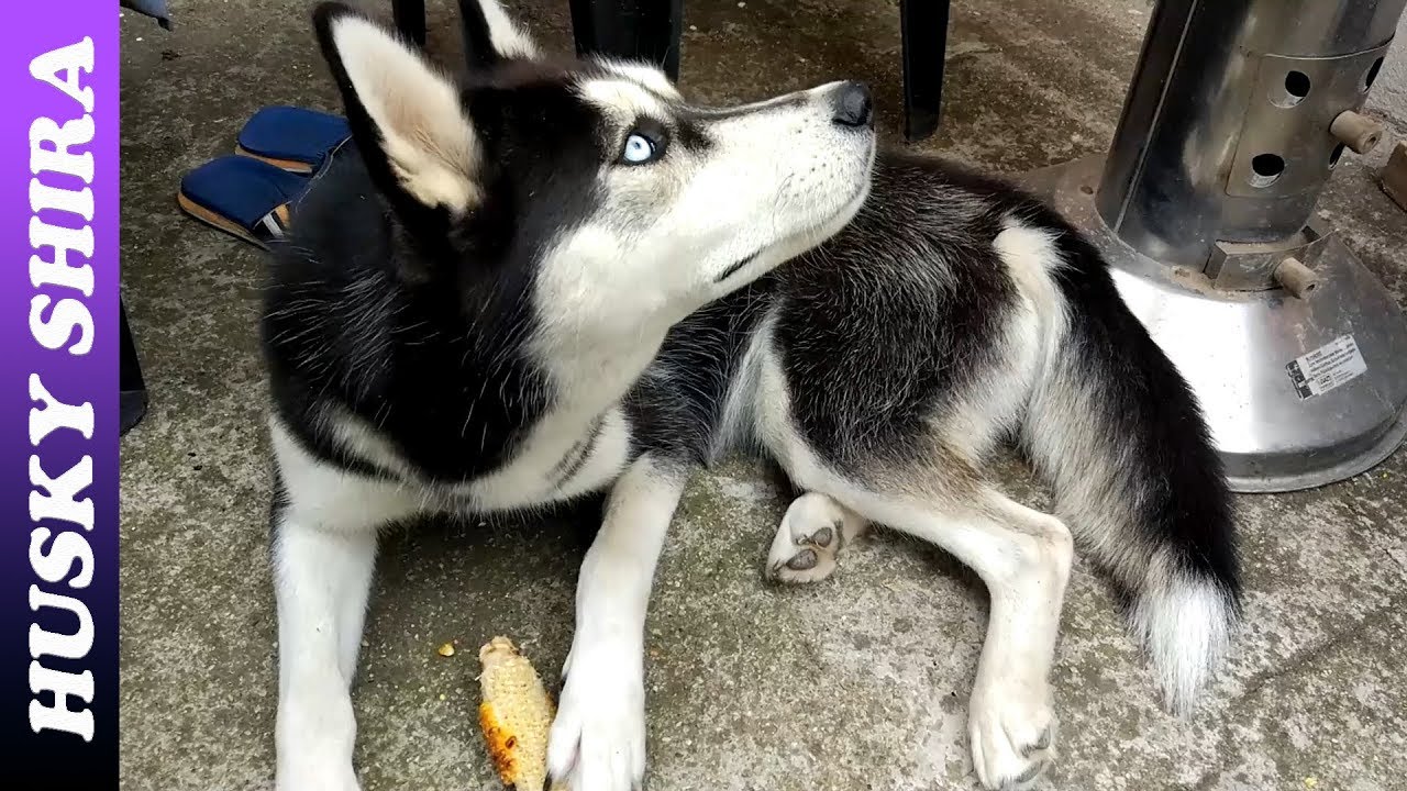 My Husky Tries Corn On The Cob - YouTube