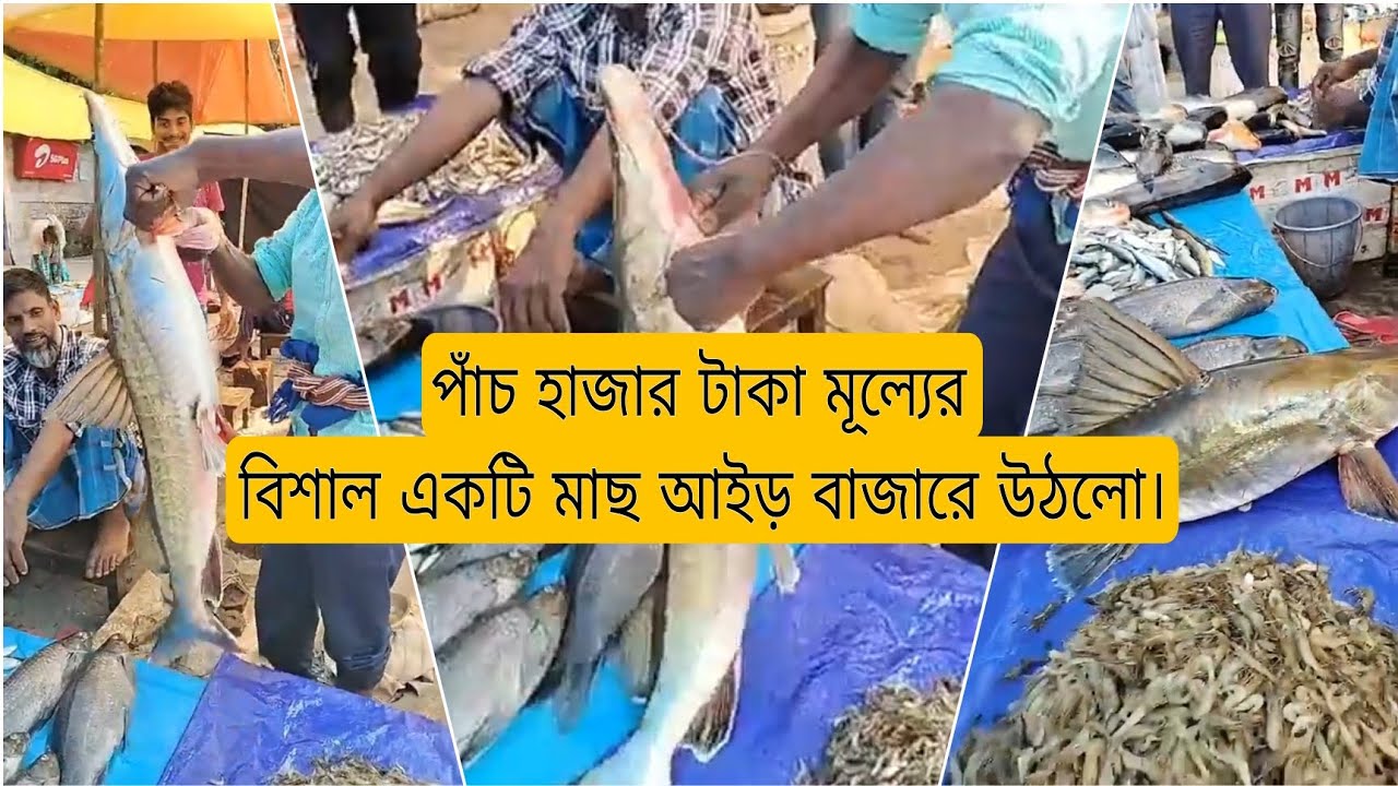 A long whiskered catfish worth Rs 5000 was sold in the Amraghat Market ...
