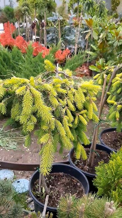 🌲Ель Голд Дрифт на штамбе | Telegram: https://t.me/love_is_hvoiny ...