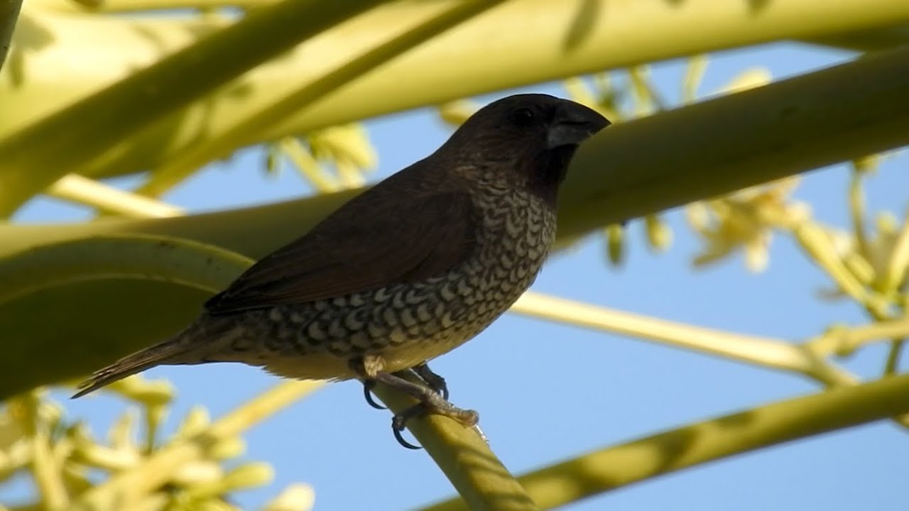Scaly-breasted Munia (Palawan.Philippines) - YouTube