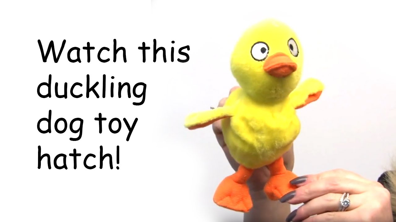 Hatchables Dog Toy - Yellow Duck - YouTube