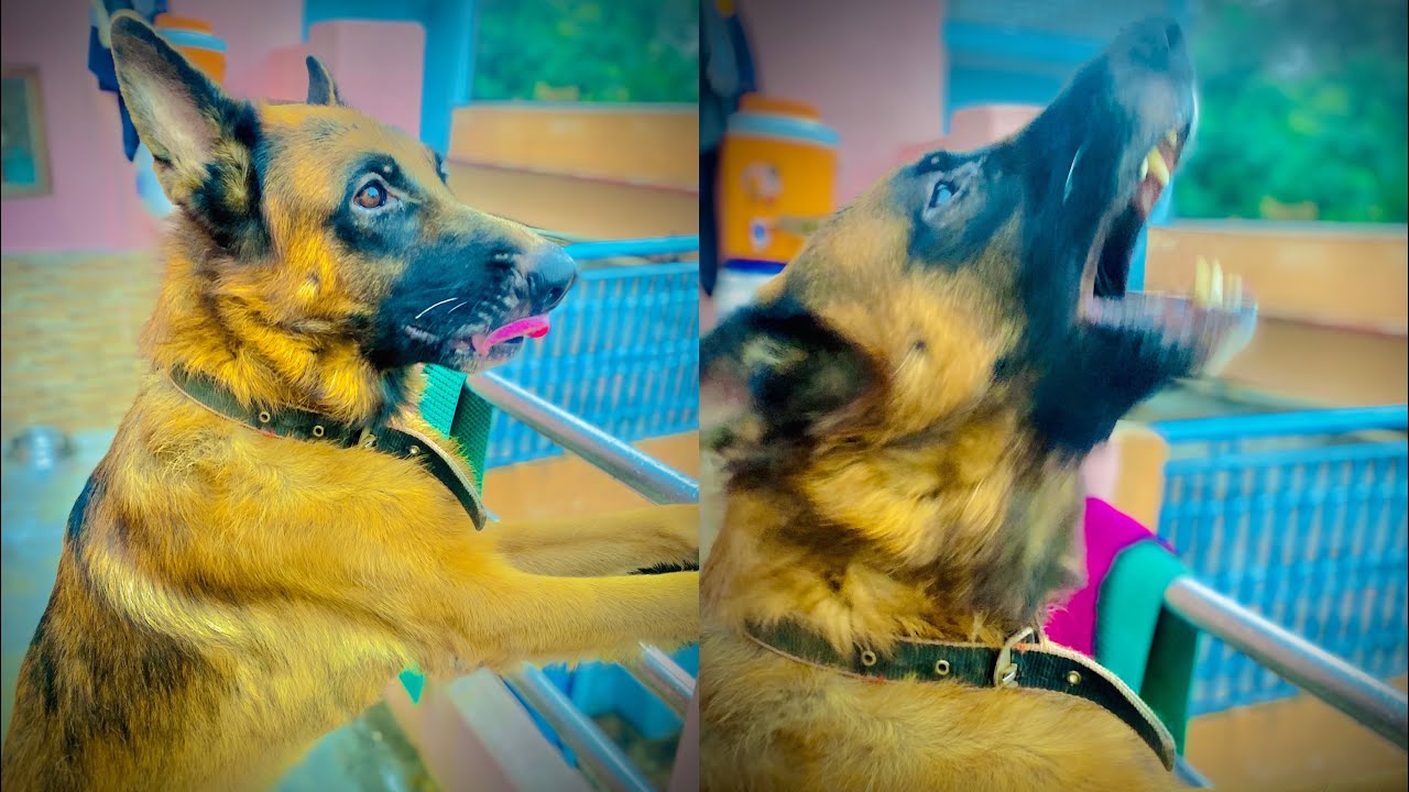 German Shepherd Dog Lord Barking Sound 🥵 || Long Coat || #dogvideo ...