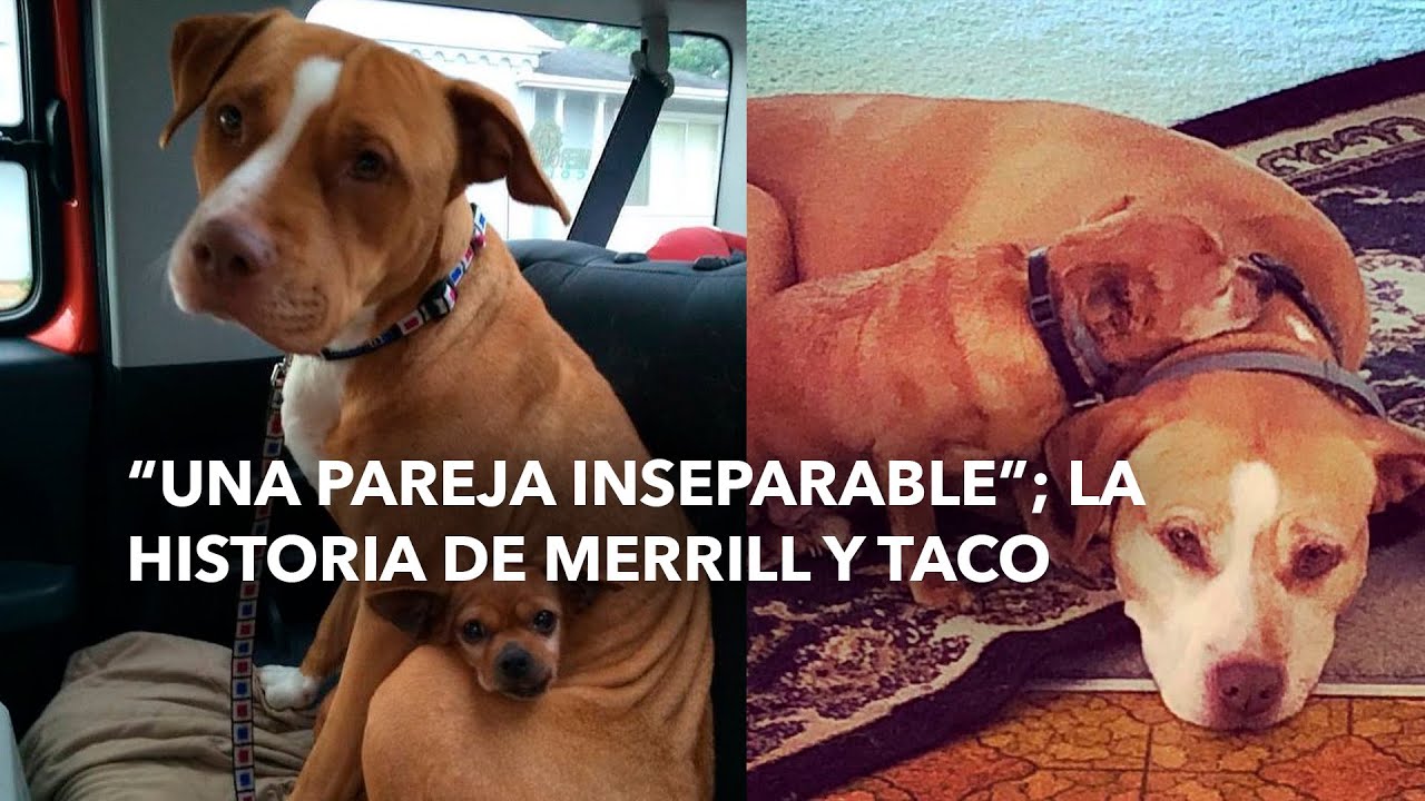 “Una pareja inseparable”; La historia de Merrill y Taco - YouTube