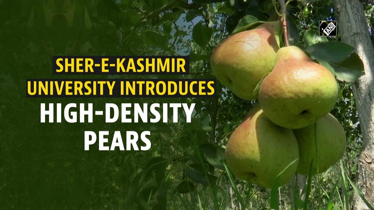 Sher-e-Kashmir University introduces high-density pears - YouTube