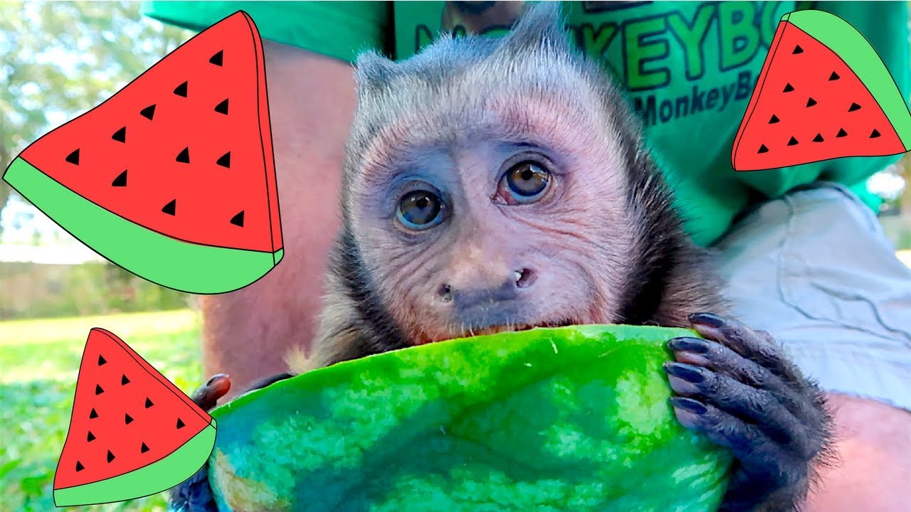 Monkey Watermelon Picnic - YouTube