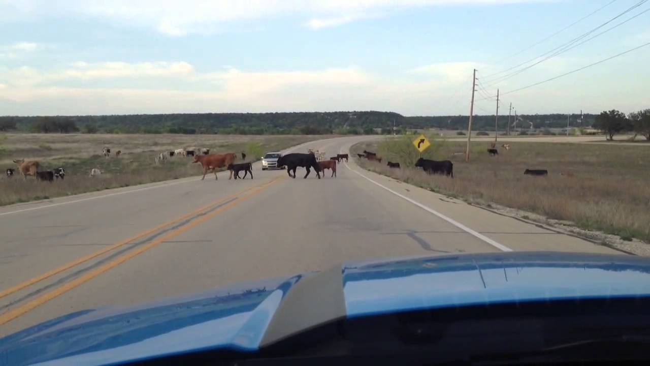 Cattle on Fort Hood - YouTube