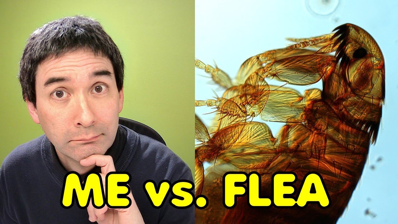 Microscopy of Human tissue and Insects - how are they different? - YouTube