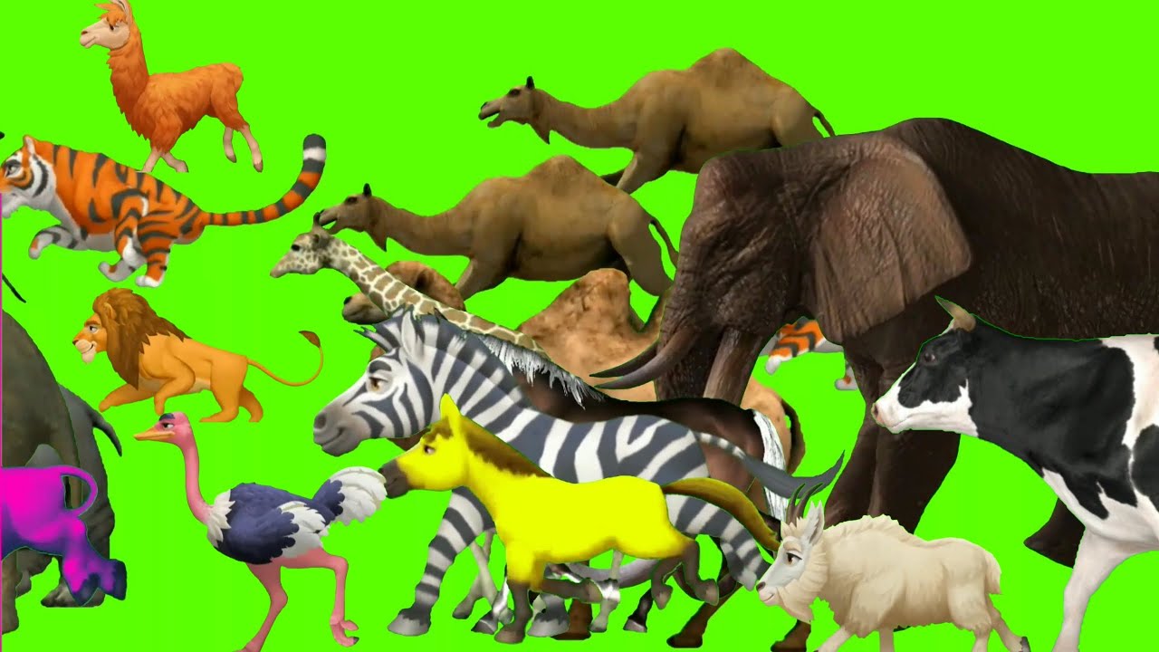 Animal stampede green screen | Animal green screen | Cenozoic beast ...