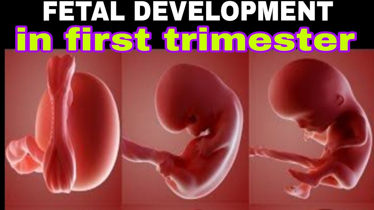 1 to 3 month fetal development | baby development | growth during ...