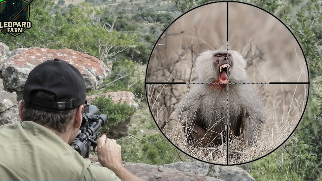 Monkey Mayhem: How U.S. Farmers and African Hunters Fight Back Against ...