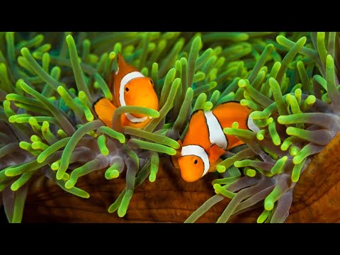 Simbiyoz Ortak Yasam - 1080p HD Belgesel