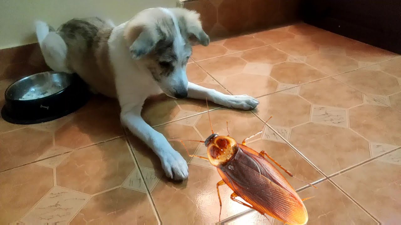 Cockroach VS Dog - YouTube