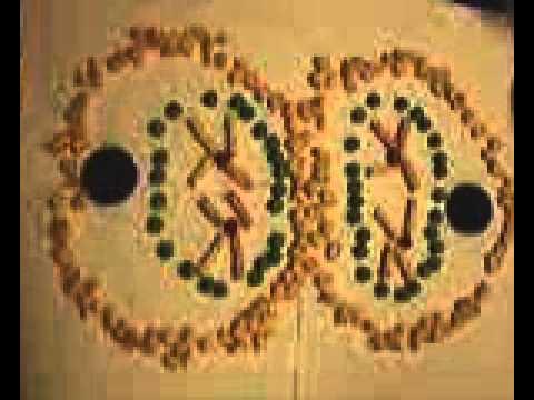 Meiosis Animation/Stop motion - YouTube