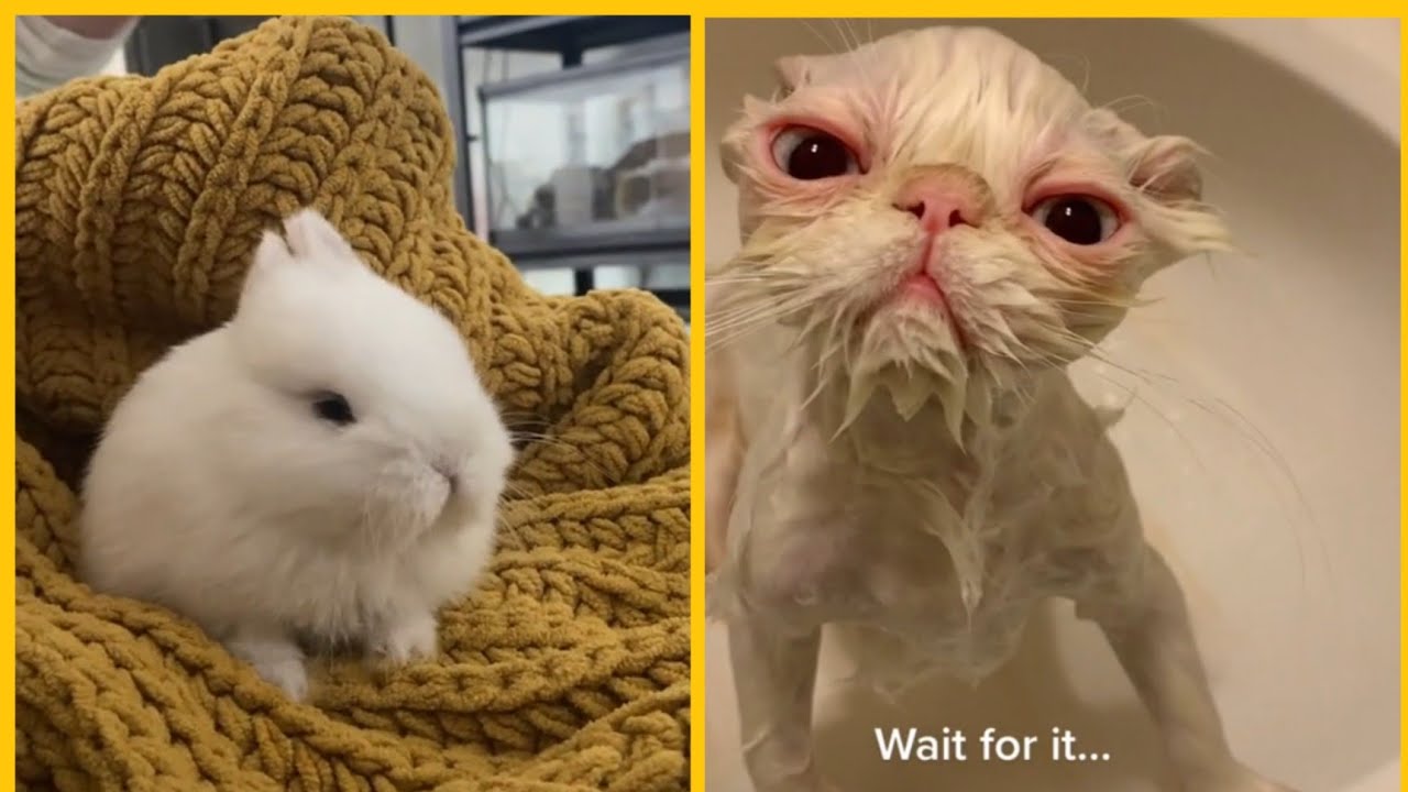 More cute animals when you stressed - YouTube