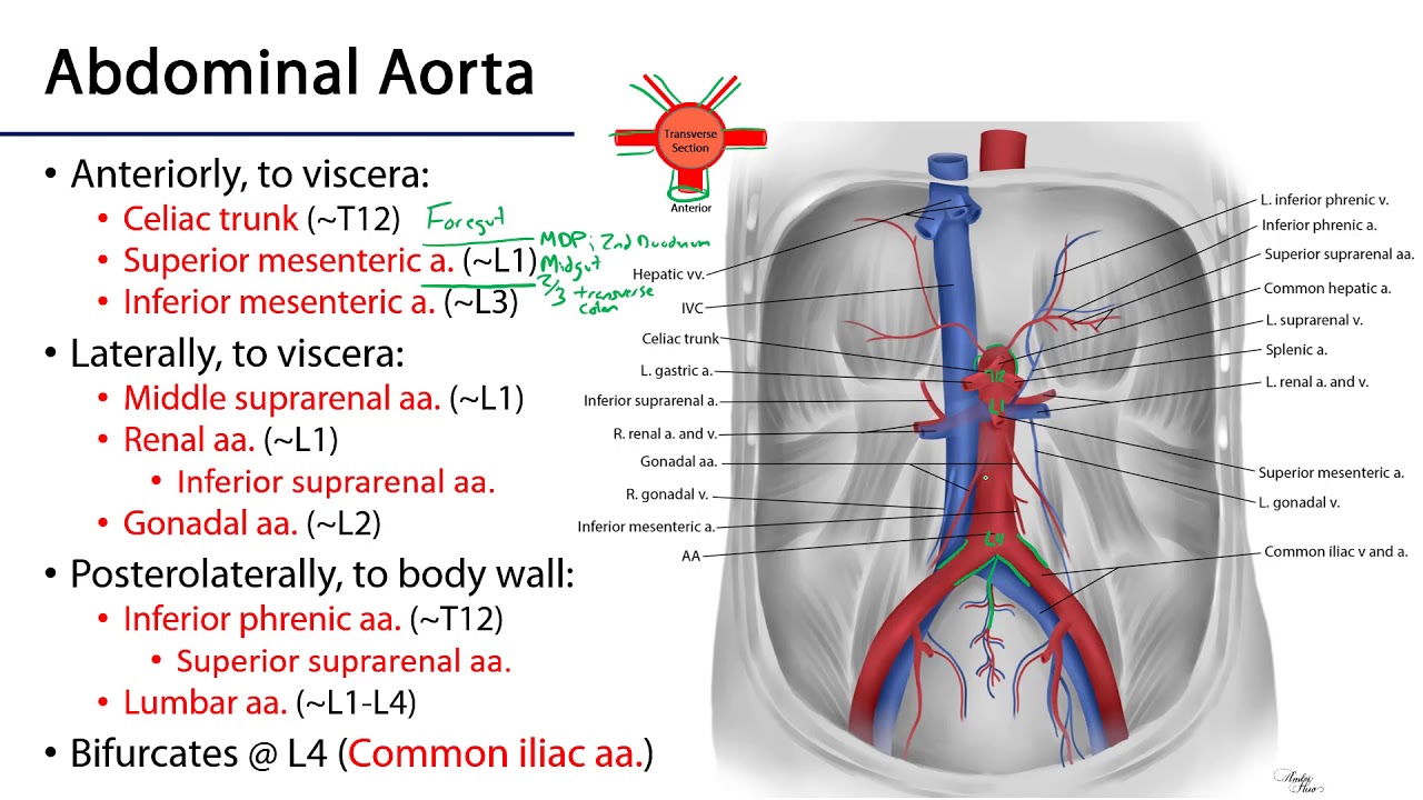 Abdominal Aorta - M1 Duodenum, Pancreas and Abdominal Aorta - YouTube