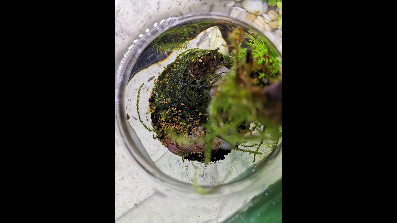 How to build a simple Terrarium- Beginner's guide - YouTube