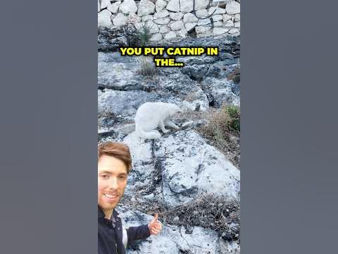 When the catnip hits 😹 #cat #funny #shorts - YouTube