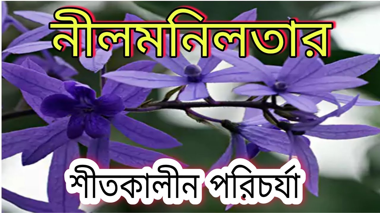 নীলমনিলতা গাছের যত্ন ও পরিচর্যা / Nilmoni lata plant care / How to care ...