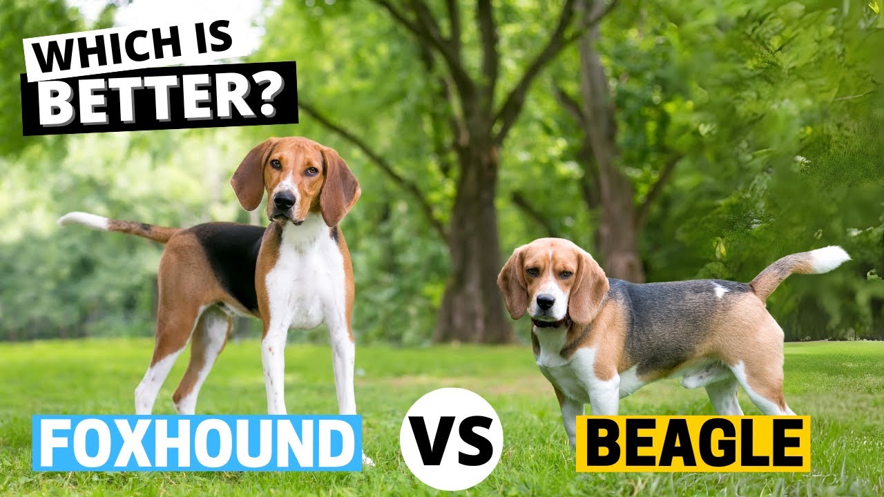 Beagle vs. Foxhound: Which is Better? - YouTube