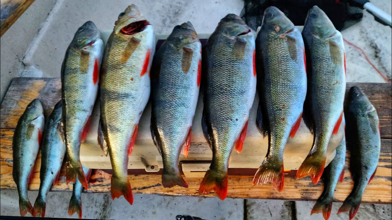 AHVENTA RYTISEE AURINGONLASKUSTA | VENEPILKKI JA JIGAUS - YouTube