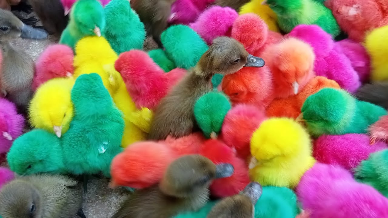 the cuteness of little ducks playing together ( part 36 ) 🦆🐣🦆🐣 - YouTube