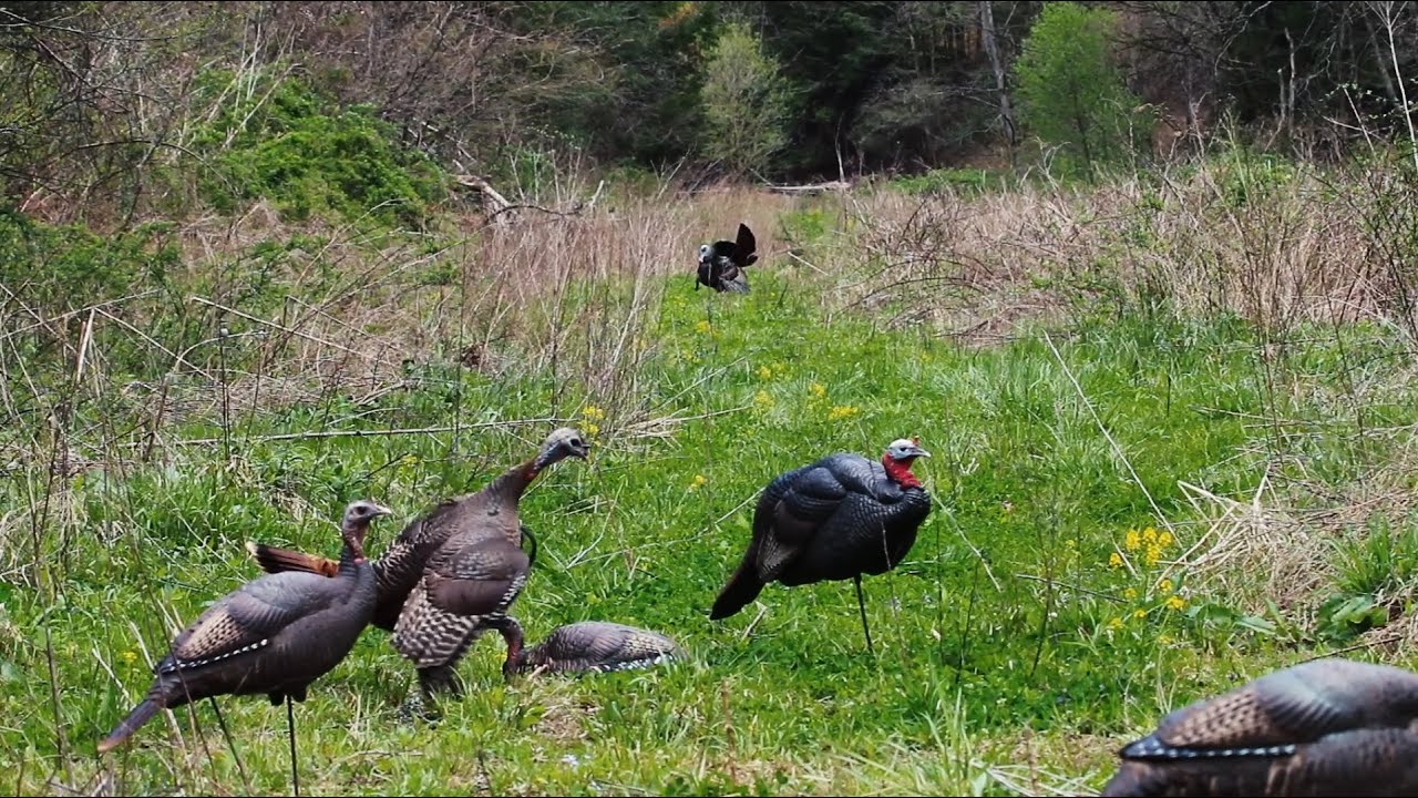 Long Shot Tom's - Spring Turkey Hunting - YouTube